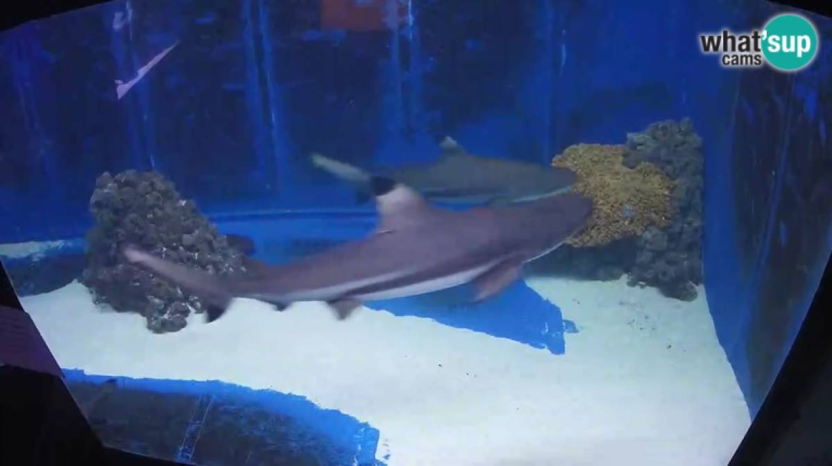 Aquarium Pula, Shark – Fort Verudela - TOP TEN!, Pula, [ Right now ...
